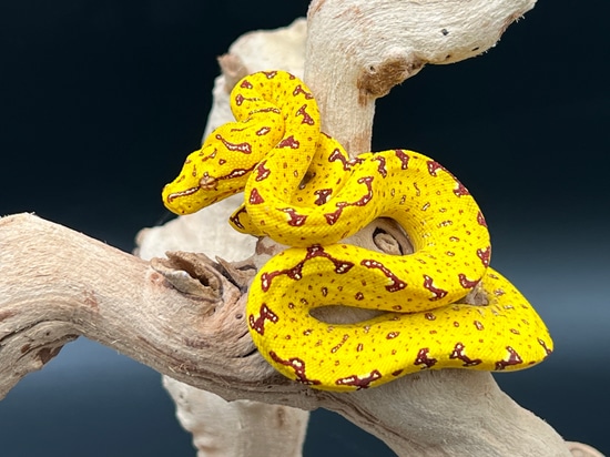 Yellow Biak - Morelia Viridis Green Tree Python by Two Amigos Import ...
