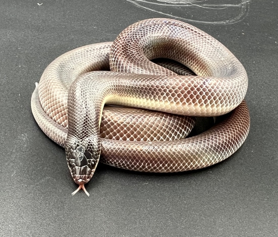 Mexican Burrowing Python - Loxocemus Bicolor More Python by Two Amigos ...