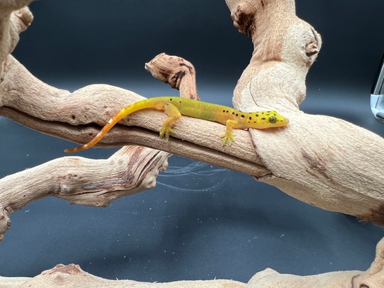 Polillo False Gecko- Pseudogekko Smaragdinus More Gecko by Two Amigos ...