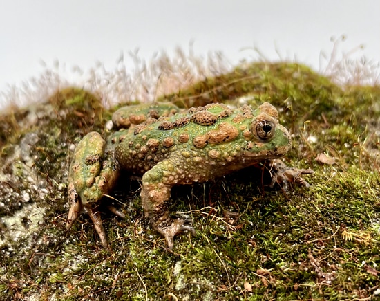 Small-webbed Bell Toad-Bombina Microdeladigitora Other Frog by Two ...