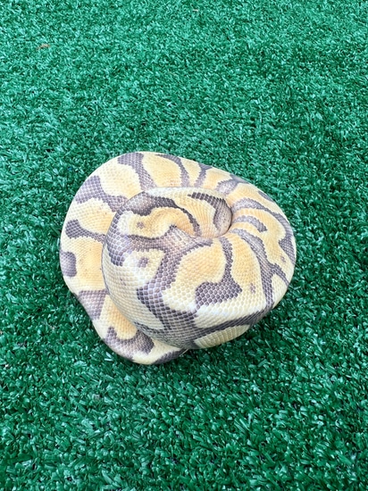 Pastel Enchi Vanilla Ghost Ball Python by Two Amigos Import & Export