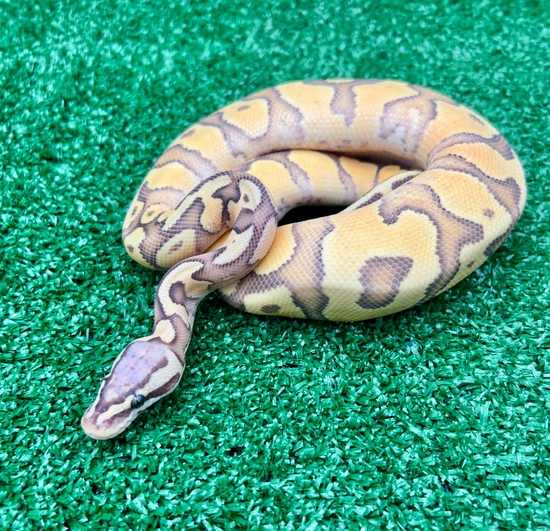 Pastel Enchi Ghost Ball Python by Two Amigos Import & Export