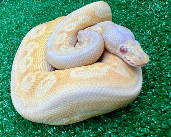 Albino Pewter MALE Ball Python by Two Amigos Import & Export