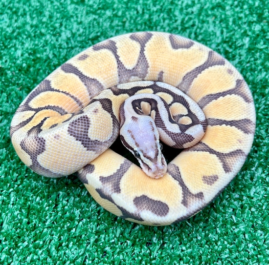 Super Pastel Vanilla Ghost Ball Python by Two Amigos Import & Export