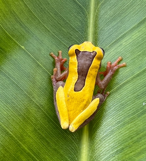 Triangular Clown Tree Frog – Dendropsophus Triangulam Other Tree Frog ...