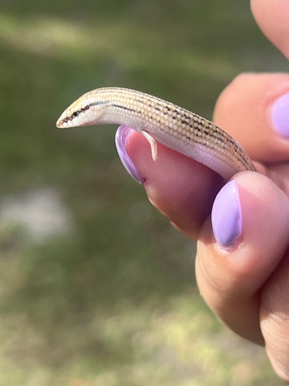 Wedge Snouted Skink - Chalcides Sepsoides More Skink by Two Amigos ...