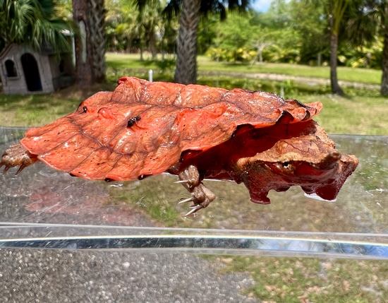 Mata Mata Turtle Guyana RED BABIES - Chelus Fimbriatus More Turtle by ...