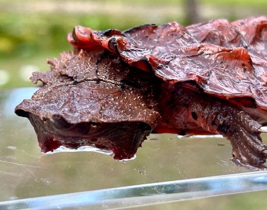 Mata Mata Turtle Guyana RED BABIES - Chelus Fimbriatus More Turtle by ...