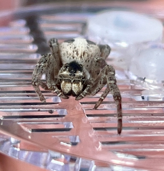 Velvet Spider - Stegodyphus Lineatus Other Spider by Two Amigos Import ...