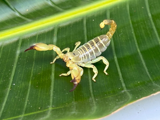 Israeli Gold Scorpion - Scorpio Maurus by Two Amigos Import & Export