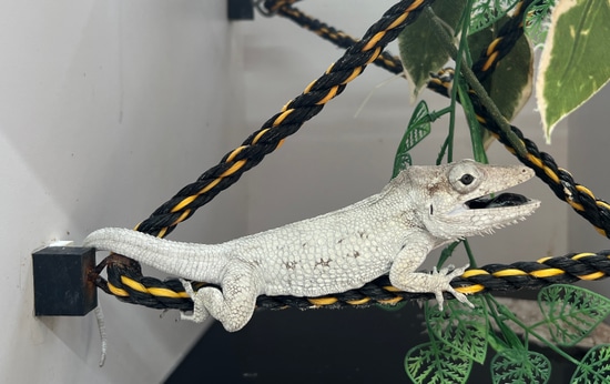 Cuban False Chameleon - Anolis Barbatus Anole by Two Amigos Import & Export