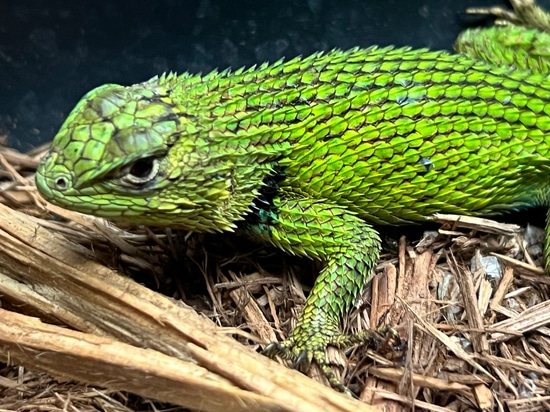 Emerald Swift - Sceloporus Malachiticus More Lizard by Two Amigos ...