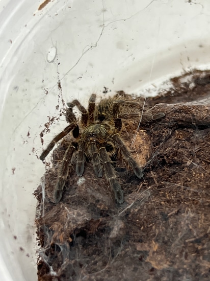 Rear Horned Baboon Tarantula - Ceratogyrus Darlingi by Two Amigos ...