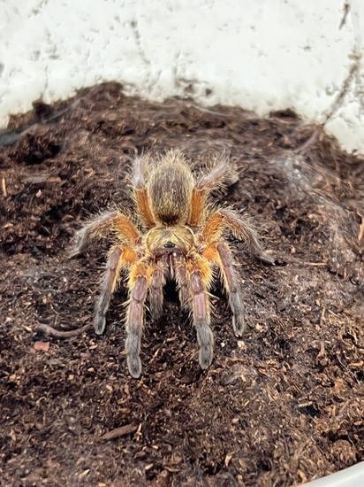 Golden Blue Leg Tarantula - Harpactira Pulchripes by Two Amigos Import ...