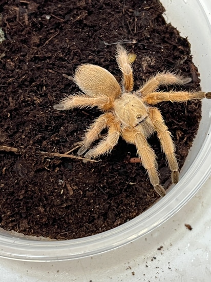 Rio Grande Gold Tarantula - Aphonopelma Moderatum by Two Amigos Import ...