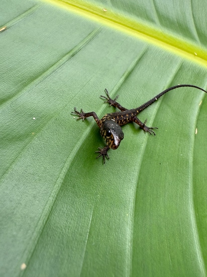 Yellow Spotted Night Lizard (Lepidophyma Flavimaculatum) More Lizard by ...