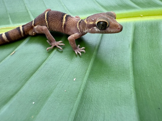 Günther's Indian Gecko - Cyrtodactylus Deccanensis More Gecko by Two ...