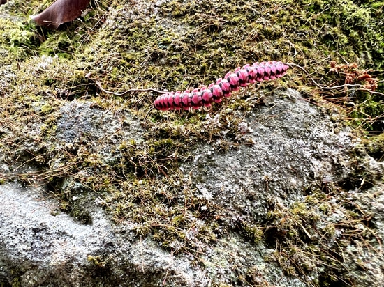 Pink Dragon Millipede - Antheromorpha Uncinata by Two Amigos Import ...