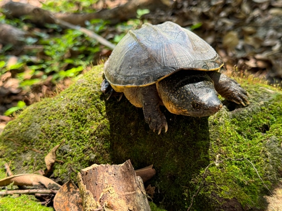 Giant Musk Turtle FARMED- Staurotypus Salvinii FEMALE Mud & Musk ...