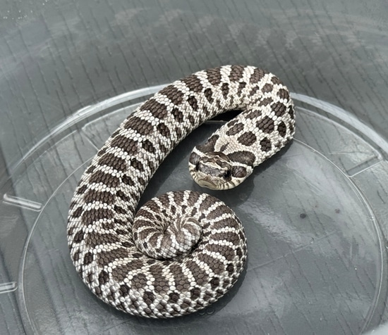 Axanthic Hognose Western Hognose by Two Amigos Import & Export