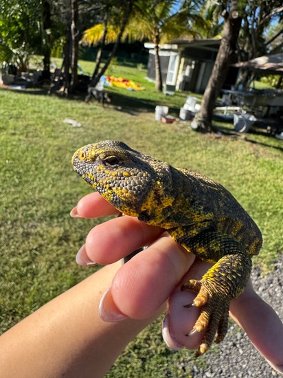 Yellow Uromastyx Geyri by Two Amigos Import & Export