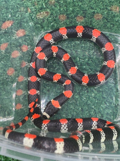 Centipede Eating Snake -scolecophis Atrocinctus More Colubrid by Two ...