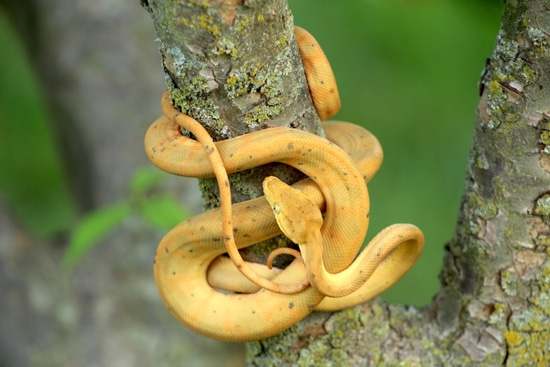 Spotty Yellow Amazon Tree Boa by 2by2 Reptiles