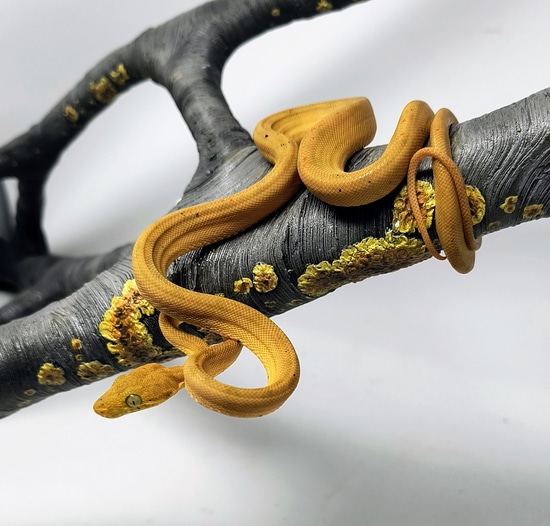 Amazon Tree Boa From Calico Litter by 2by2 Reptiles