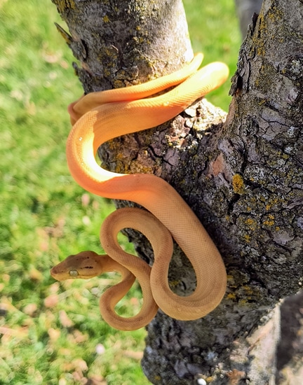 Patternless Yellow Amazon Tree Boa by 2by2 Reptiles
