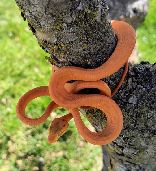 Patternless Orange Amazon Tree Boa by 2by2 Reptiles