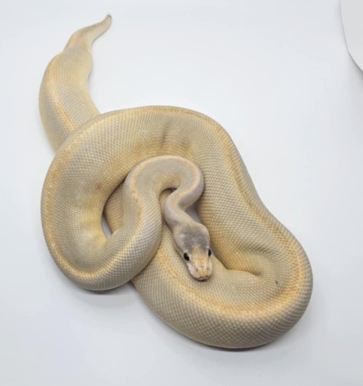 Banana Black Pastel Hypo Champagne Ball Python by Too Many Ballz