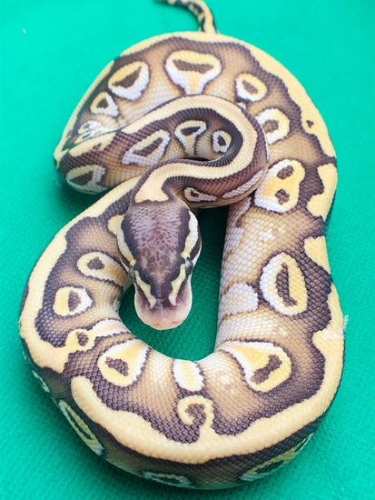 Leopard Orange Dream Lesser Pastel Ball Python by Faded-Exotics
