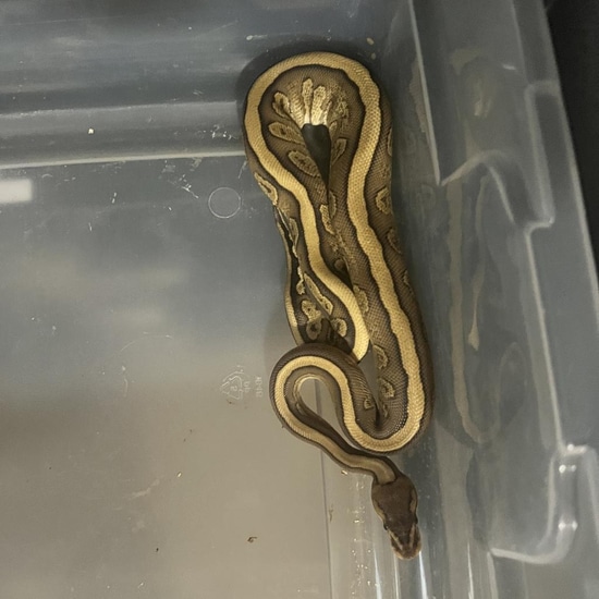 Cypress Red Stripe Ball Python by 316 Pythons