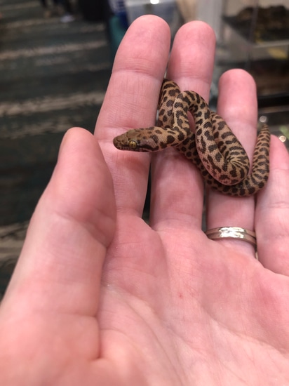 4 Children’s Pythons Children's Python by Root's Reptiles LLC