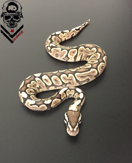 Ghi Black Pastel Spider Ball Python by 360 Morphs