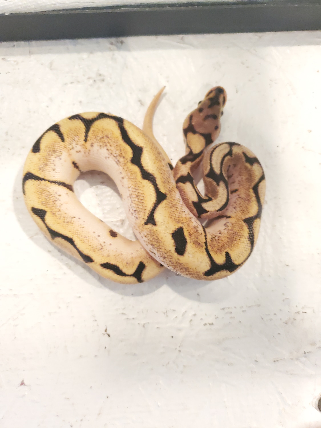 Orange Dream Fire Spider Ball Python by 3Brother Exotics, LLC - MorphMarket