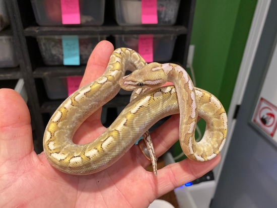 Bamboo GhI 100% Het Hypo Ball Python by 3D reptiles