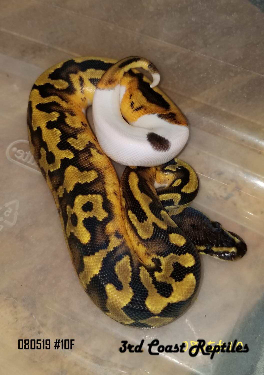 Low White Pied Ball Python by 3rd Coast Reptiles - MorphMarket