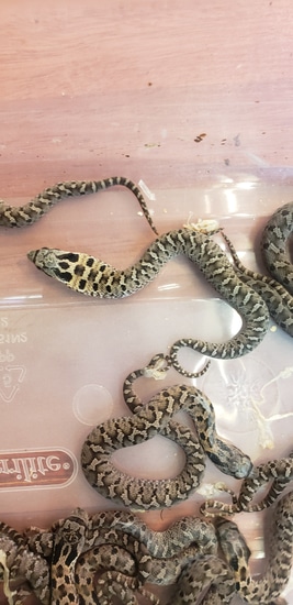 Eastern Hog Nose More Colubrid by AJM Reptiles