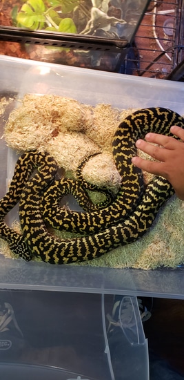 Zebra Jungle Jungle Carpet Python by AJM Reptiles