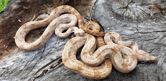 Pair Of Sears And Lemke Pure Hog Island Boas Boa Constrictor by AJM ...