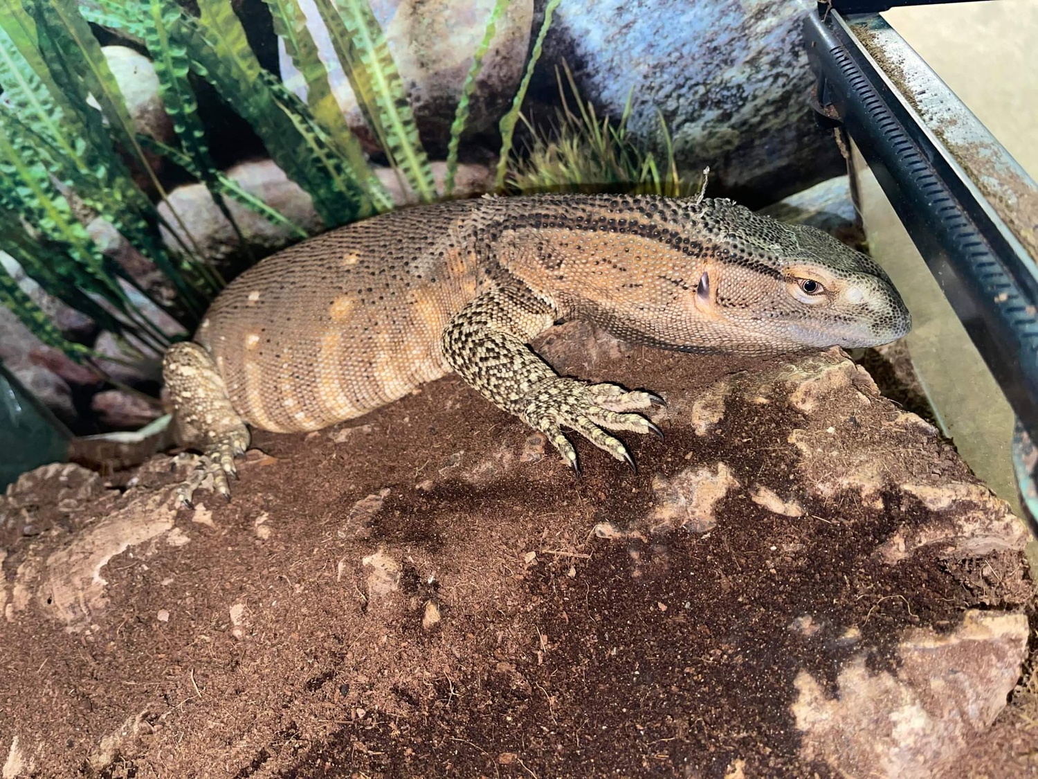 Black Throat Monitor Black-Throated Monitor by AJM Reptiles - MorphMarket