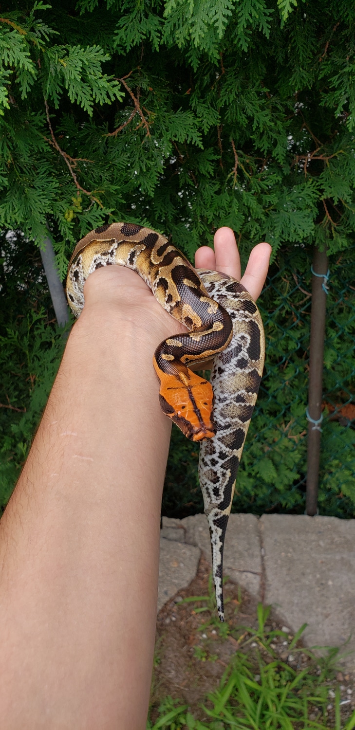 Orange Head Blood Python Het Carmel Albino Sumatran Short-Tailed Python ...