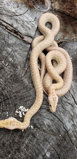 Hypo Granite Double Het Albino,patternless Burmese Python by AJM Reptiles