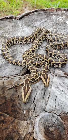 Triple Hets Burm Burmese Python by AJM Reptiles