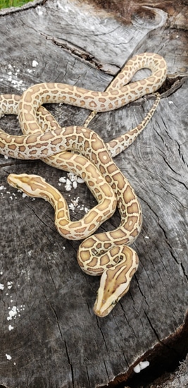 Pair Of Hypo Triple Het Albino,granite,patternless Burmese Python by AJM Reptiles