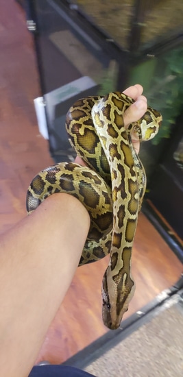 Triple Het Burm Burmese Python by AJM Reptiles