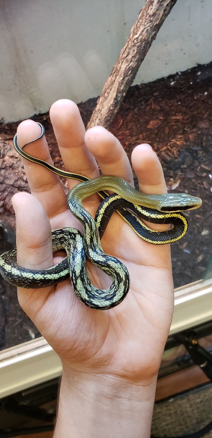 USCBB Blue Beauty Rat Snake by AJM Reptiles - MorphMarket