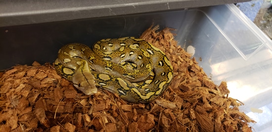 75% Kalatoa 25% Jampea Wild Type Retic Reticulated Python by AJM Reptiles