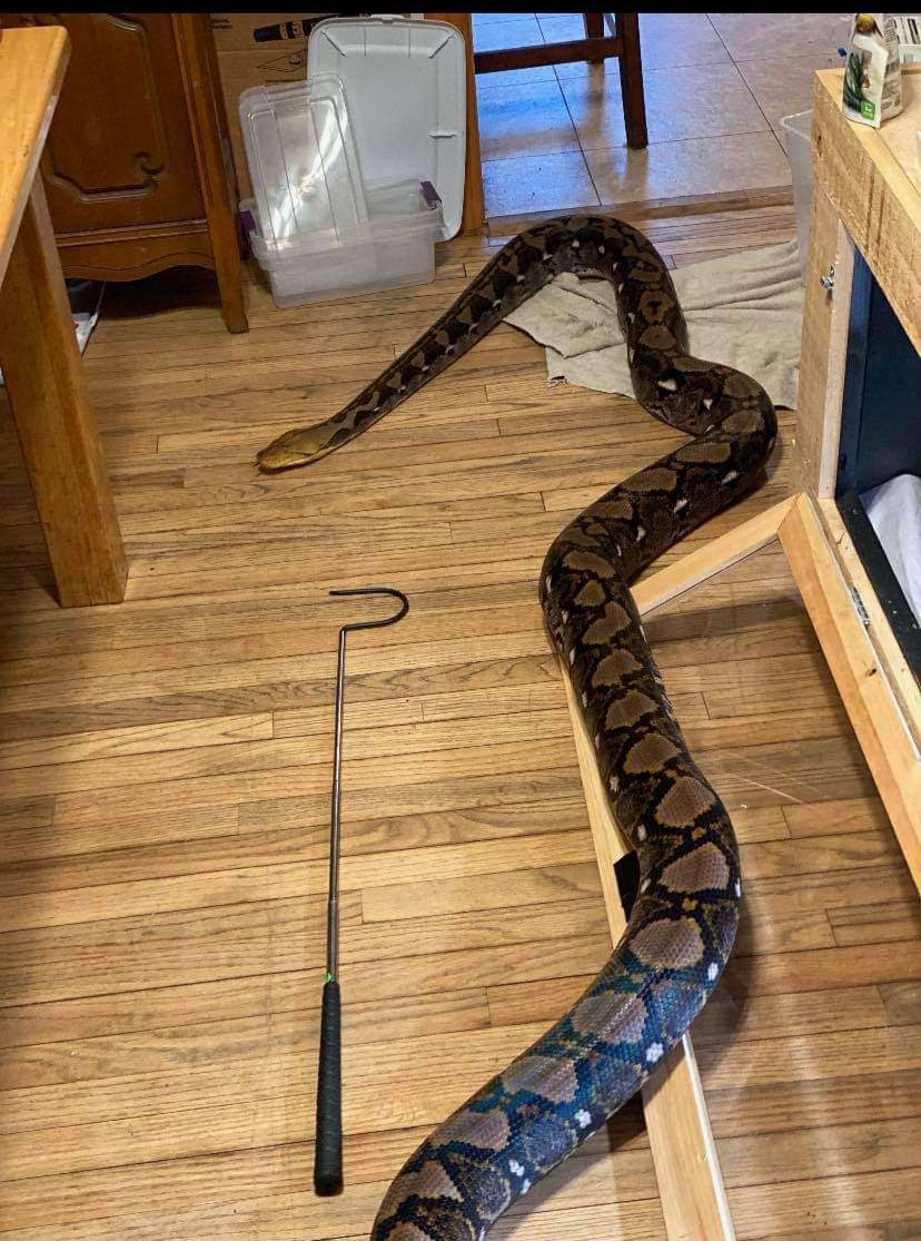 15ft Wild Type Reticulated Python by AJM Reptiles - MorphMarket